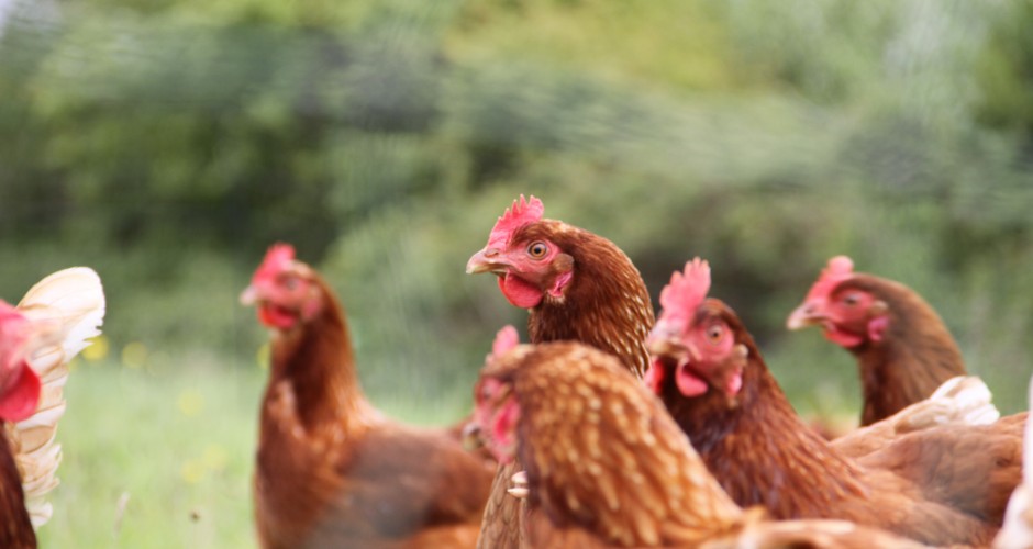 Holifield Farm Project Tickets