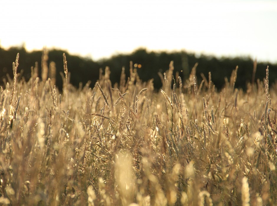 Holifield Farm Project Tickets